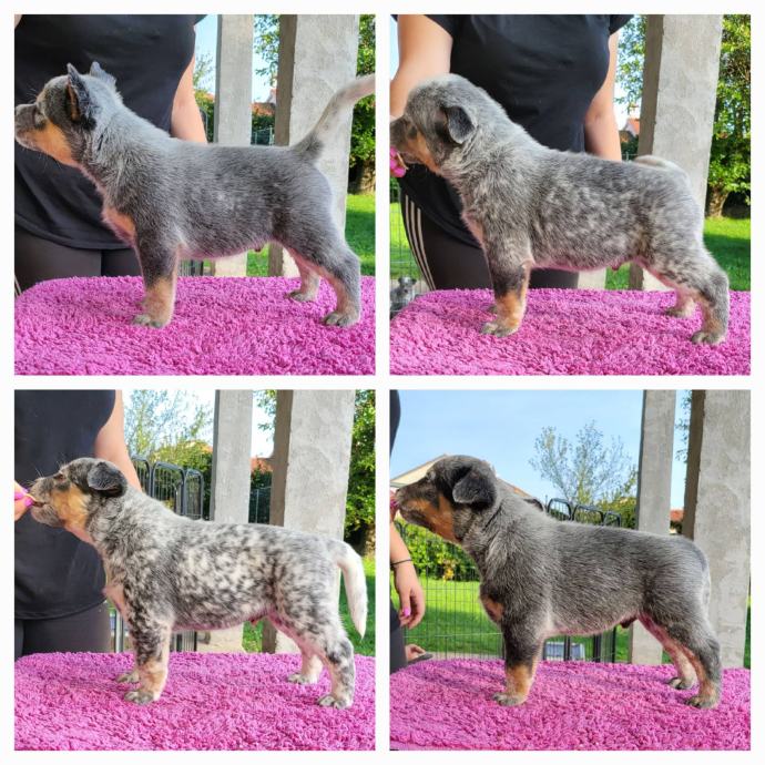 AVSTRALSKI GOVEDAR - AUSTRALIAN CATTLE DOG