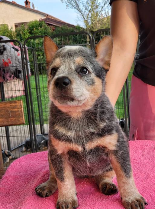 AVSTRALSKI GOVEDAR - AUSTRALIAN CATTLE DOG