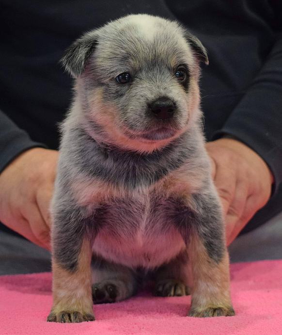 AVSTRALSKI GOVEDAR - AUSTRALIAN CATTLE DOG