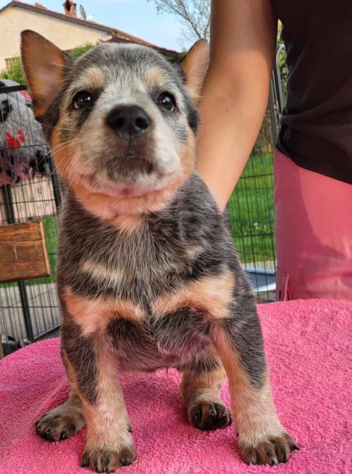 AVSTRALSKI GOVEDAR - AUSTRALIAN CATTLE DOG