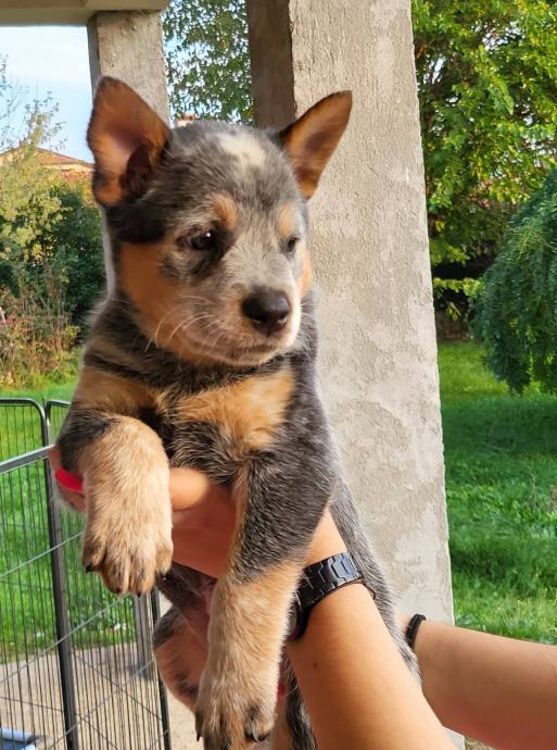AVSTRALSKI GOVEDAR - AUSTRALIAN CATTLE DOG