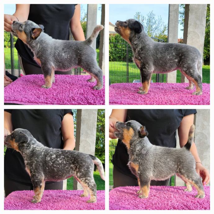 AVSTRALSKI GOVEDAR - AUSTRALIAN CATTLE DOG