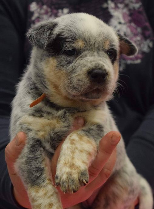 AVSTRALSKI GOVEDAR - AUSTRALIAN CATTLE DOG