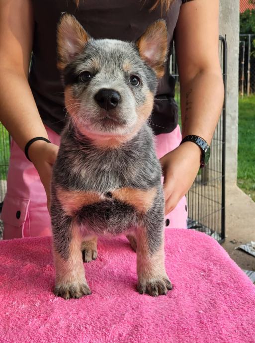 AVSTRALSKI GOVEDAR - AUSTRALIAN CATTLE DOG