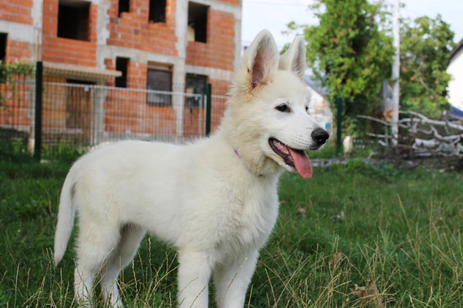 Beli švicarski ovčar z rodovnikom zadnja mladička na voljo