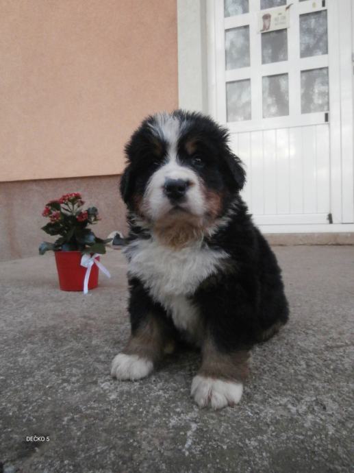 Bernski planinski pes