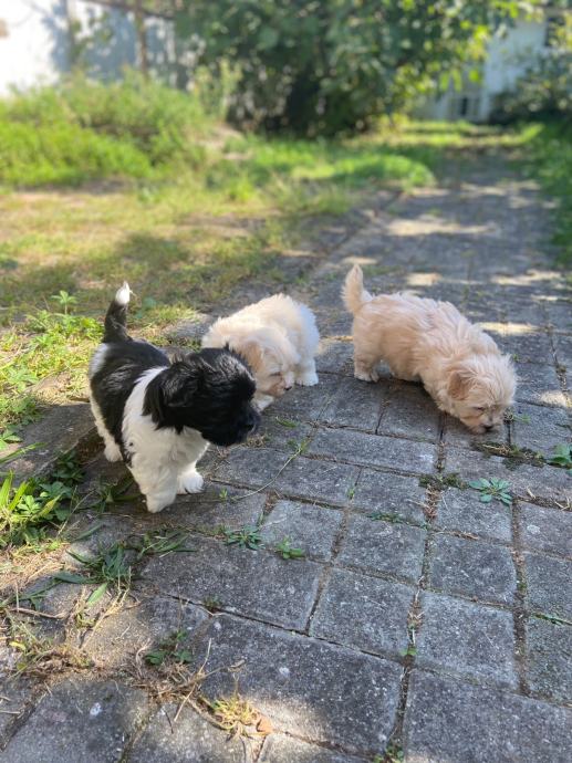 Bichon havanese