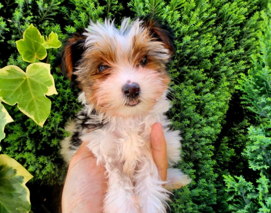 Biewer yorkshire terrier a la pom pon sa IHR rodovnik AKCIJA!!!!