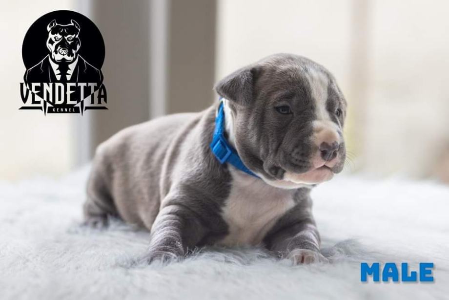 Blue Nose Pit Bull
