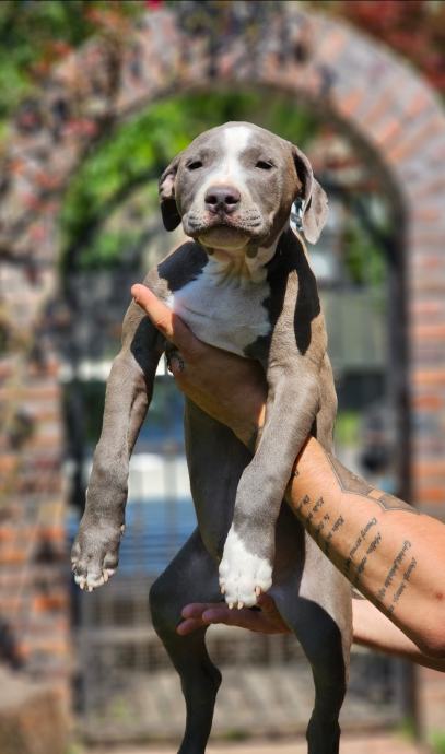 Blue Nose Pit Bull