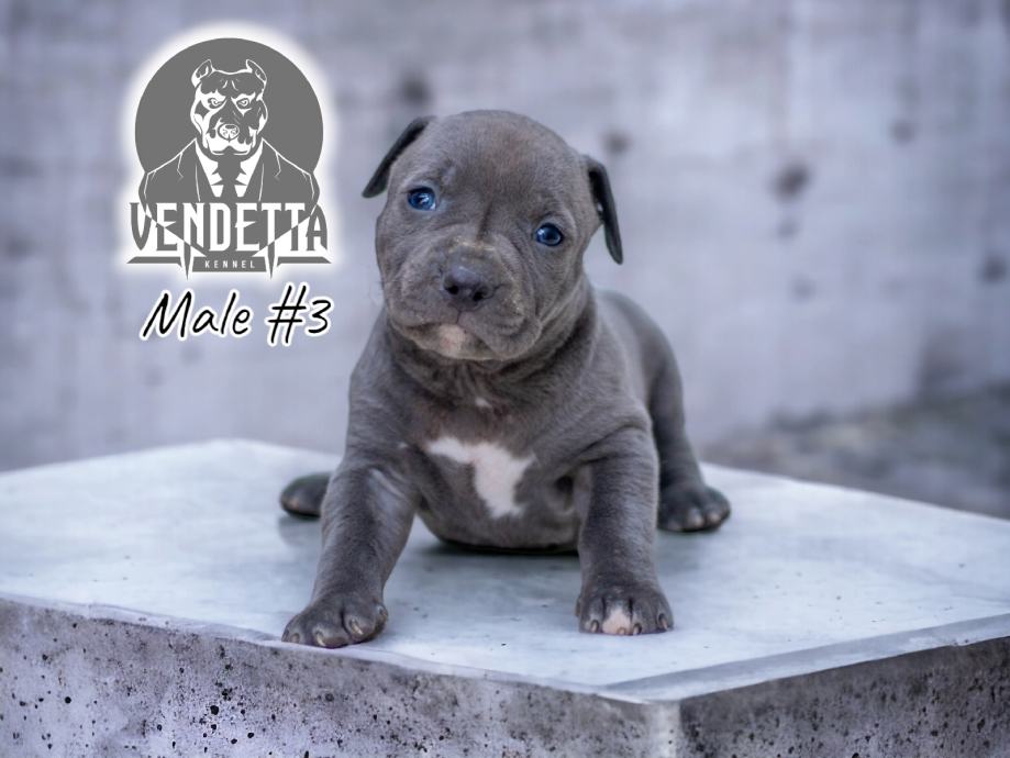 Pit Bull Blue Nose & Lilac mladički