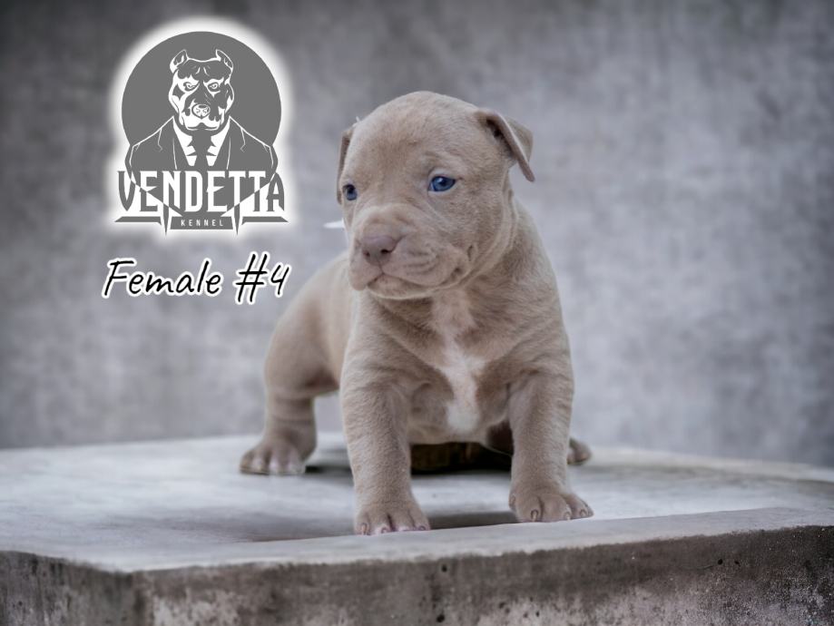Pit Bull Blue Nose & Lilac mladički