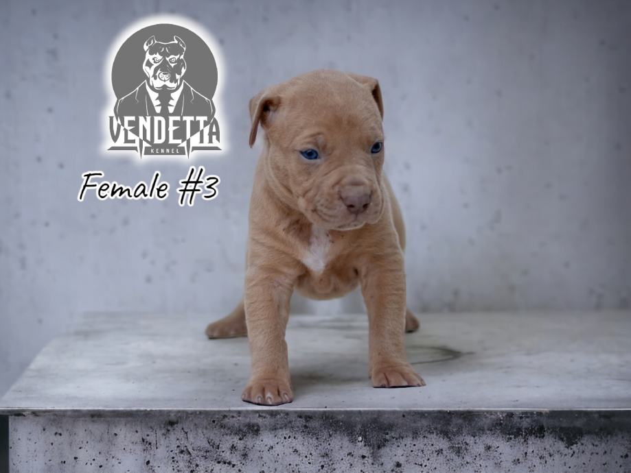 Pit Bull Blue Nose & Lilac mladički