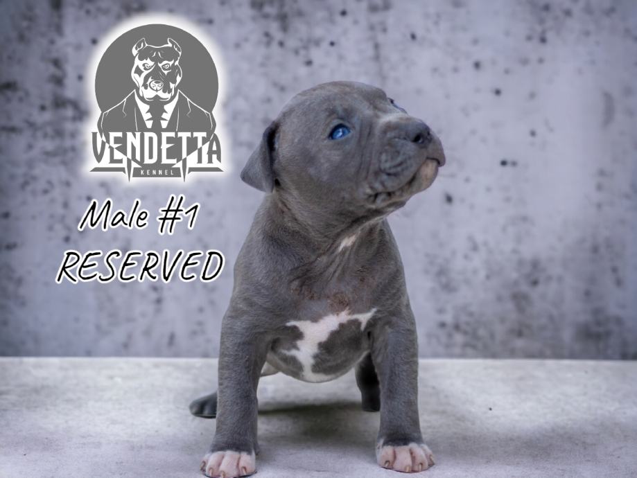 Pit Bull Blue Nose & Lilac mladički