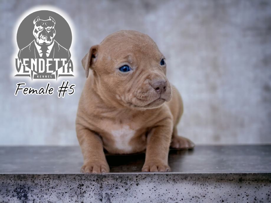 Pit Bull Blue Nose & Lilac mladički