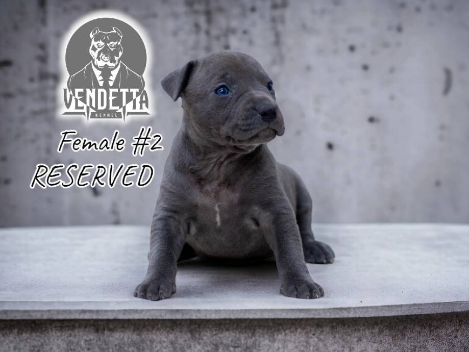 Pit Bull Blue Nose & Lilac mladički