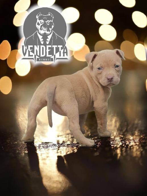 Pit Bull Blue Nose & Lilac mladički