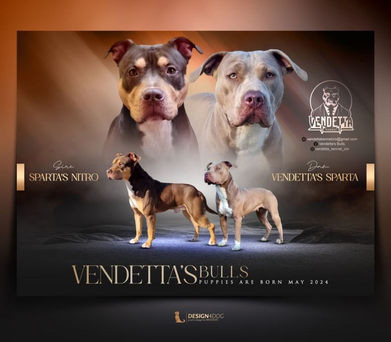 American Pit Bull Terrier - Choco & Lilac/Cream mladički