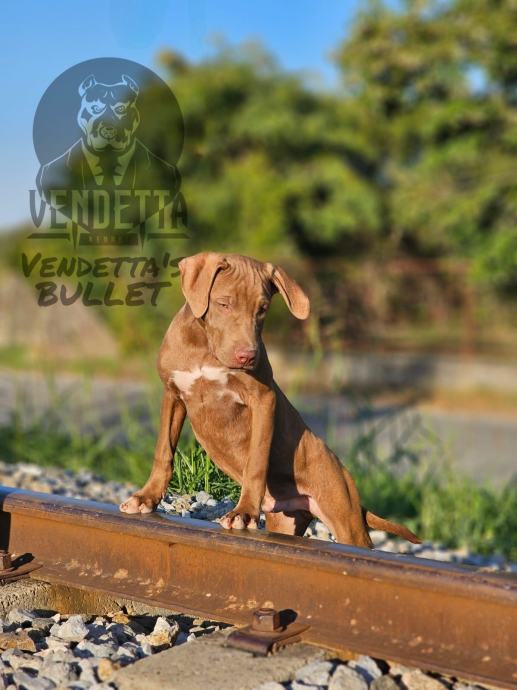 American Pit Bull Terrier - Choco & Lilac/Cream mladički