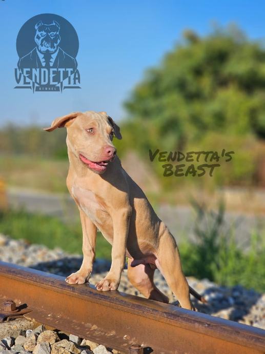 American Pit Bull Terrier - Choco & Lilac/Cream mladički