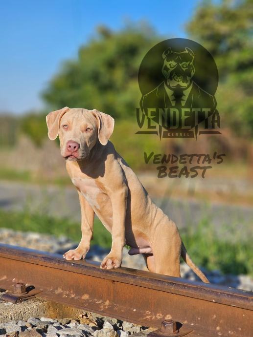 American Pit Bull Terrier - Choco & Lilac/Cream mladički