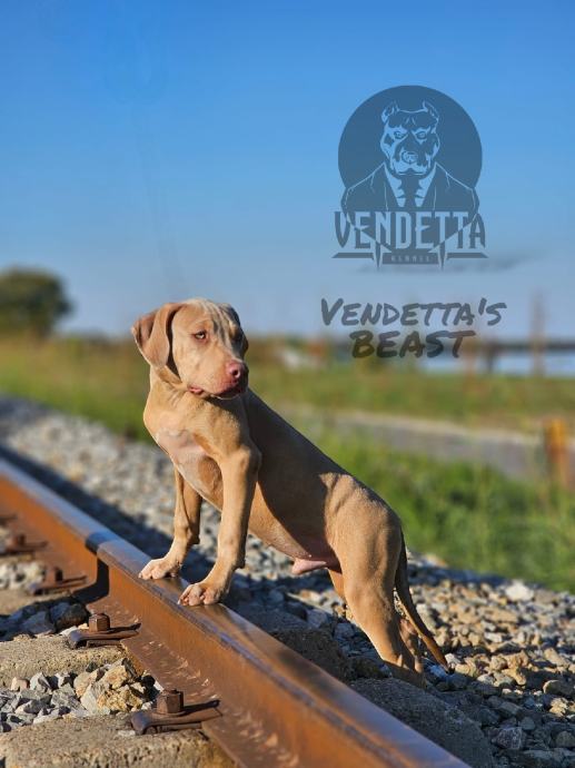 American Pit Bull Terrier - Choco & Lilac/Cream mladički