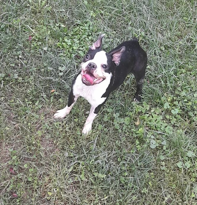 Boston terier samica