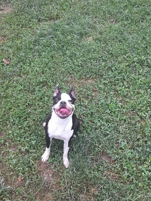 Boston terier samica