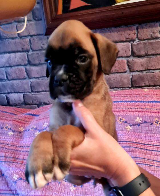 Boxer mladički