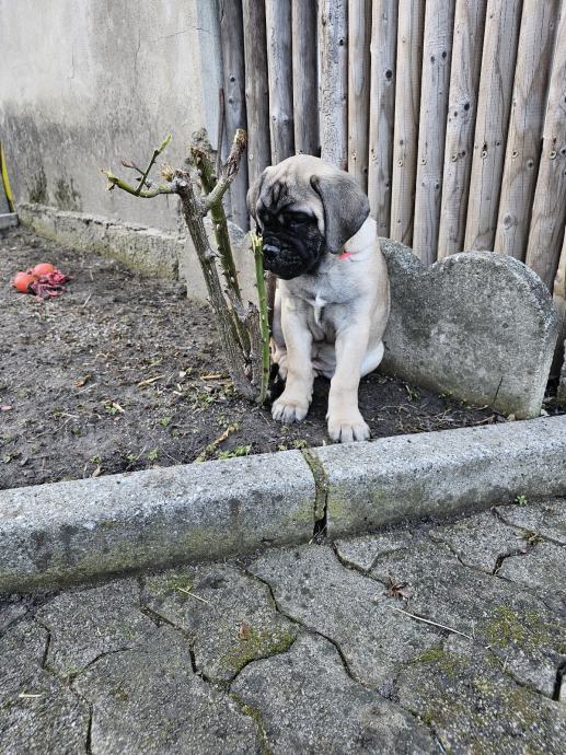 Bullmastif mladići
