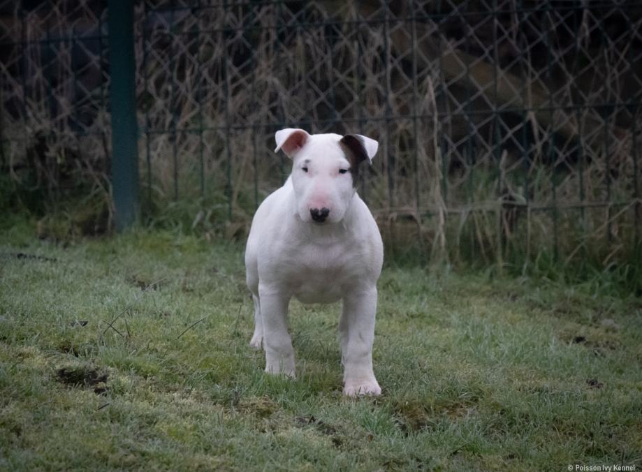 BULTERIER (BULL TERRIER) MLADIČKI