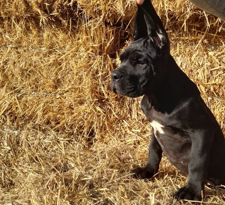 Cane Corso 3 meseca stari mladičke