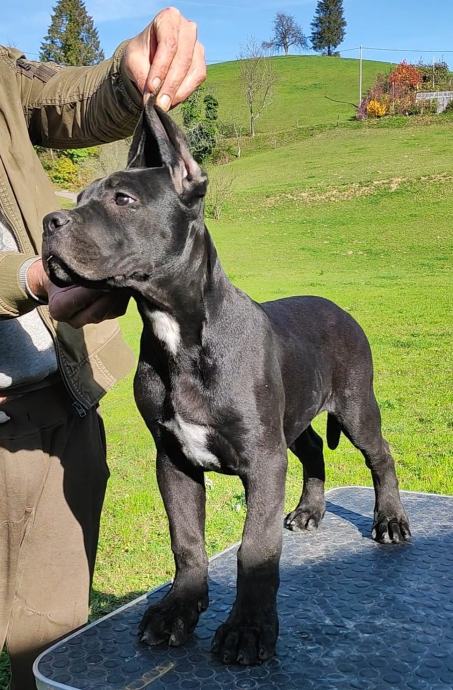 Cane Corso 3 meseca stari mladičke