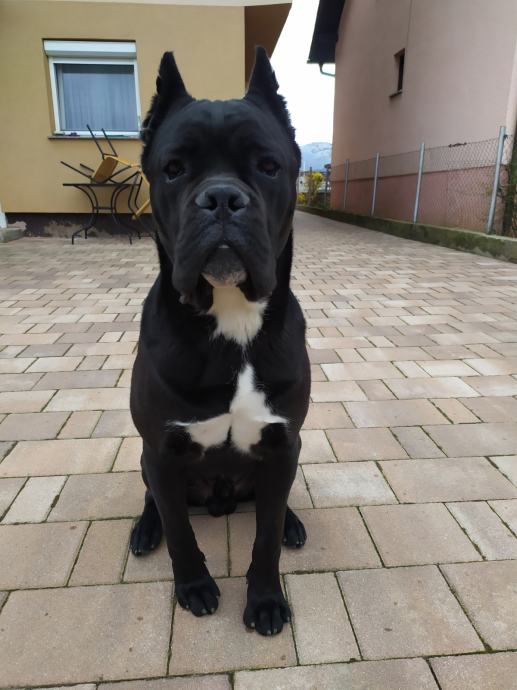 Cane corso, Loki Mastebo Guard - parjenje