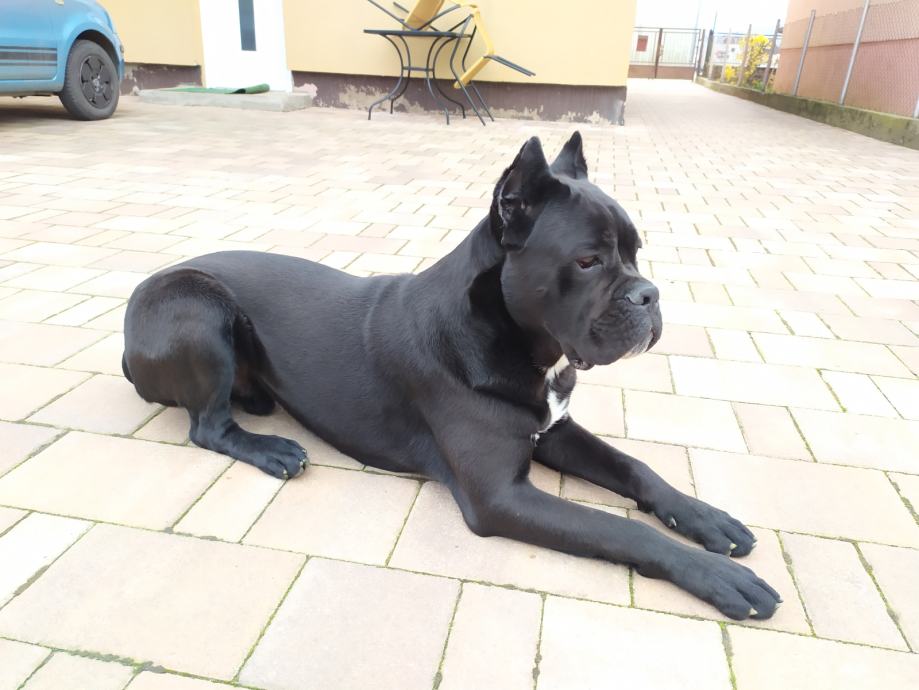 Cane corso, Loki Mastebo Guard - parjenje