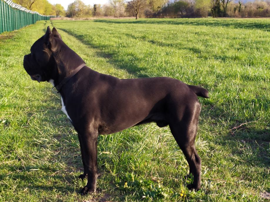 Cane corso, Loki Mastebo Guard - parjenje