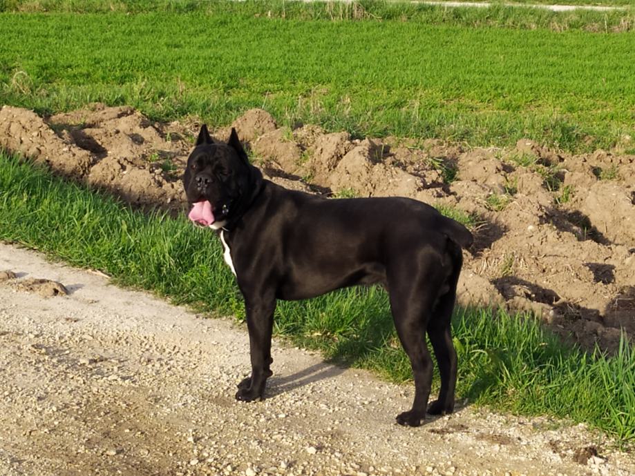 Cane corso, Loki Mastebo Guard - parjenje