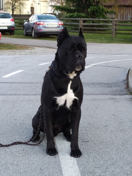 Cane corso, Loki Mastebo Guard - parjenje