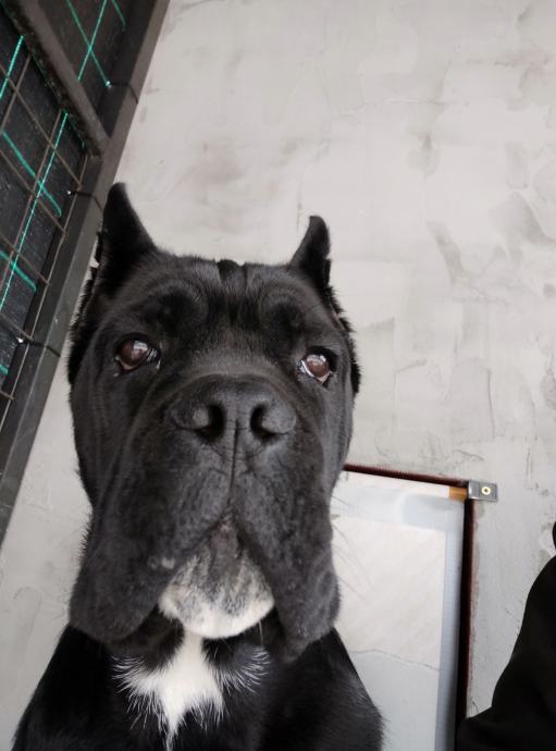 Cane corso, Loki Mastebo Guard - parjenje