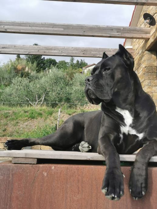 Cane Corso mladiči z rodovnikom