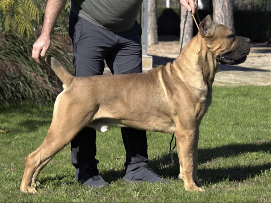 Cane corso