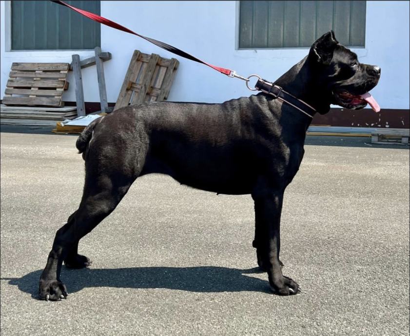 Cane corso