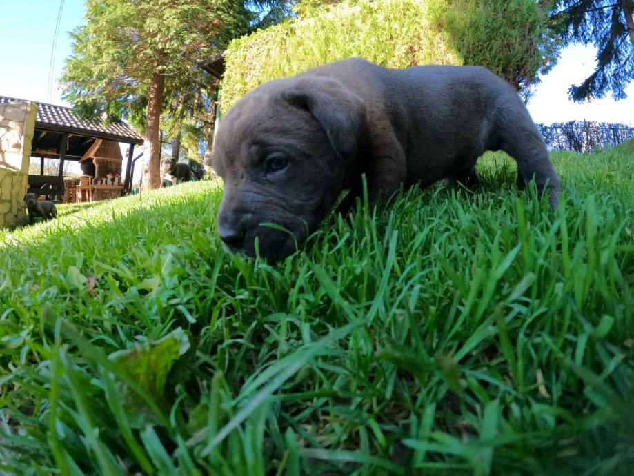 Cane Corso mladiček z rodovnikom