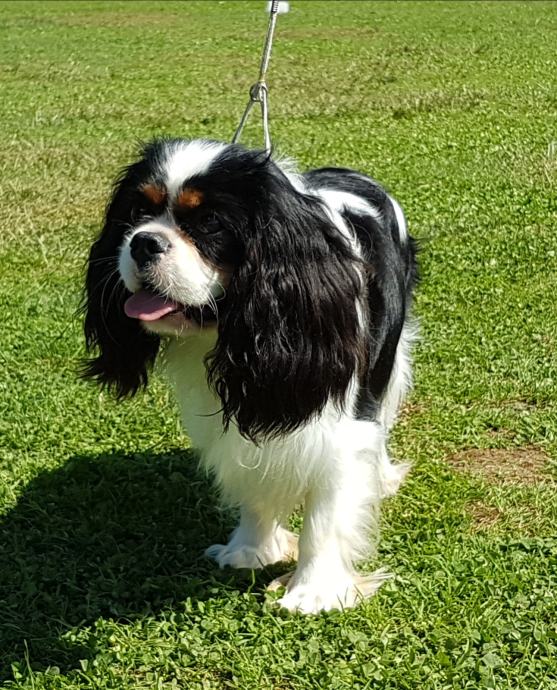 Cavalier king Charles spaniel – kavalir španjel mladiči