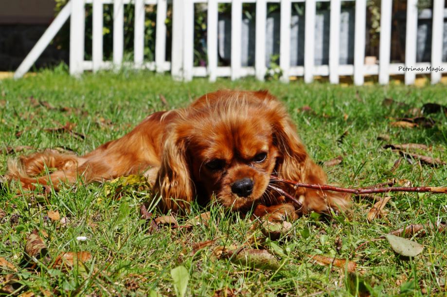 Cavalier King Charles Spaniel-kavalir z rodovnikom