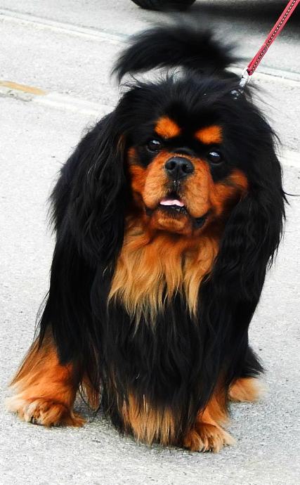 Cavalier King Charles Spaniel - PLEMENJAK ZA PARITEV