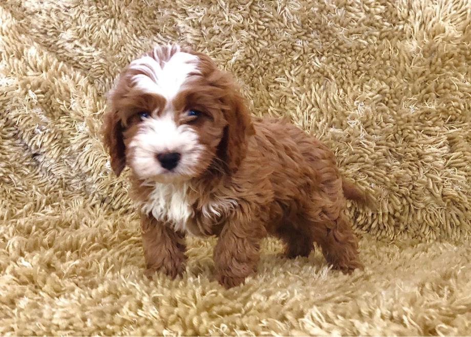 Cavapoo mladički