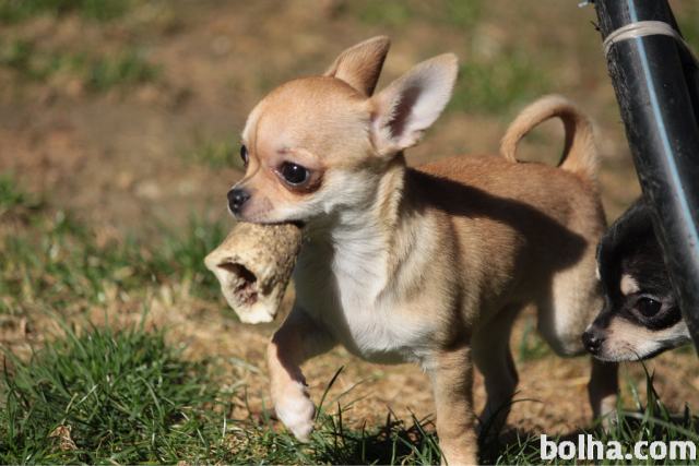 ČIVAVA (Chihuahua)