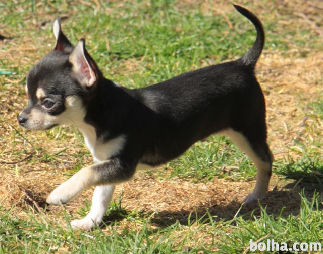 ČIVAVA (Chihuahua)