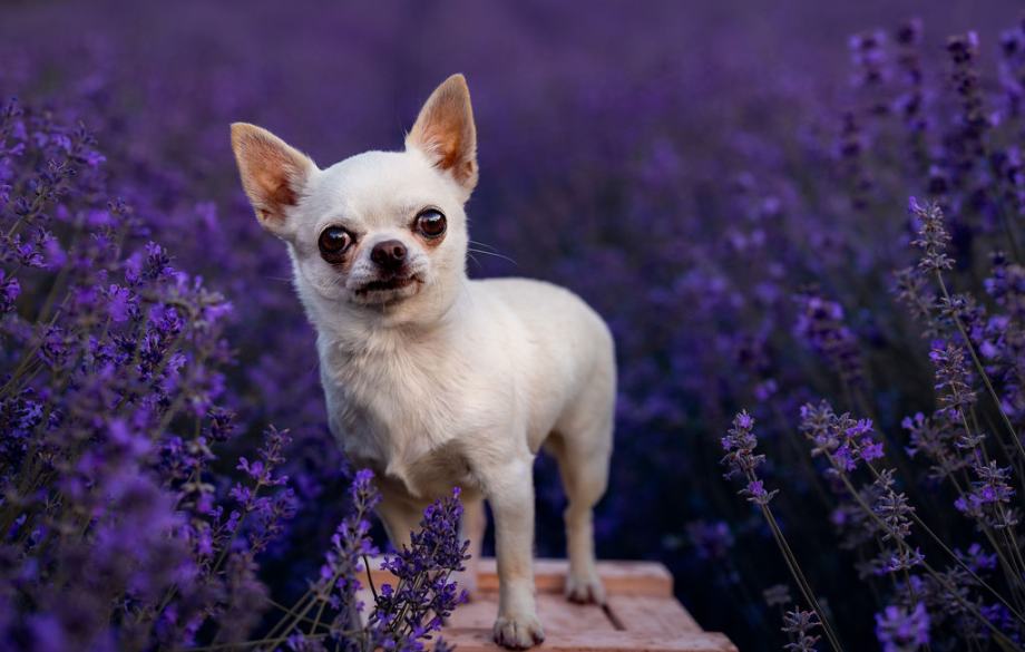 ČIVAVA (Chihuahua)